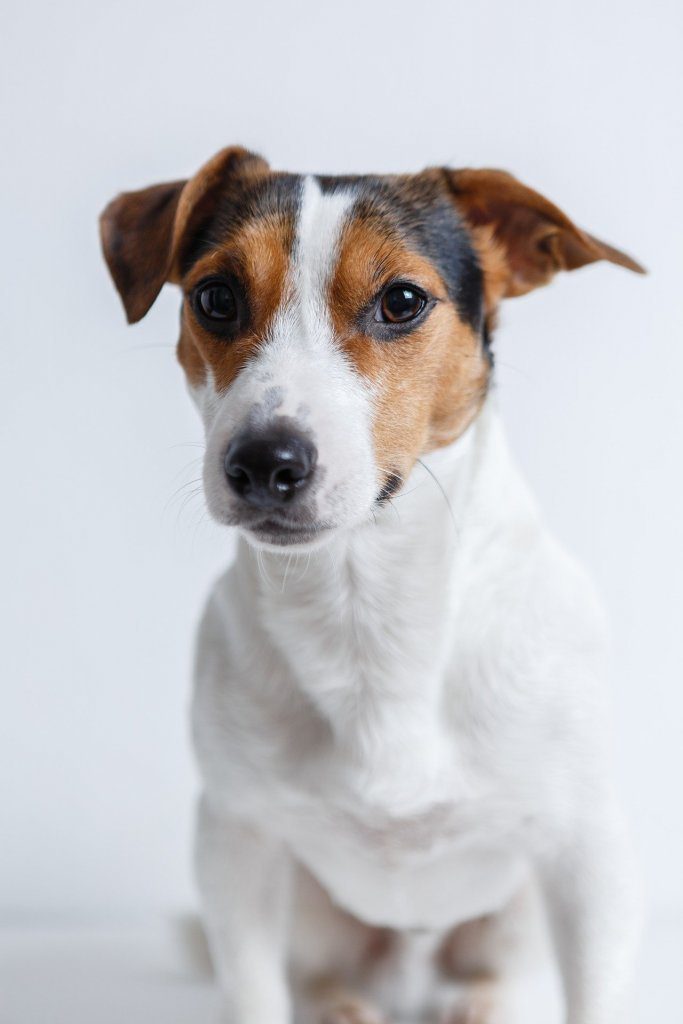How to stop a Jack Russell barking - What is your dog actually saying ...