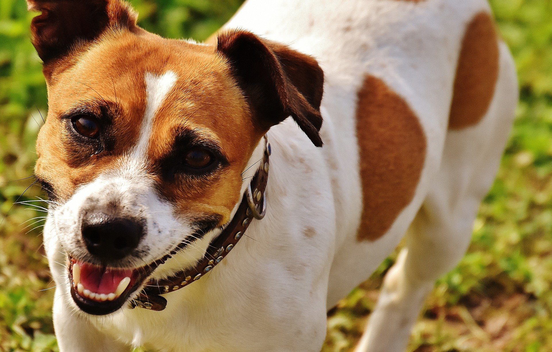 10 Accurate Jack Russell Facts Owners Know All Too Well - 2025