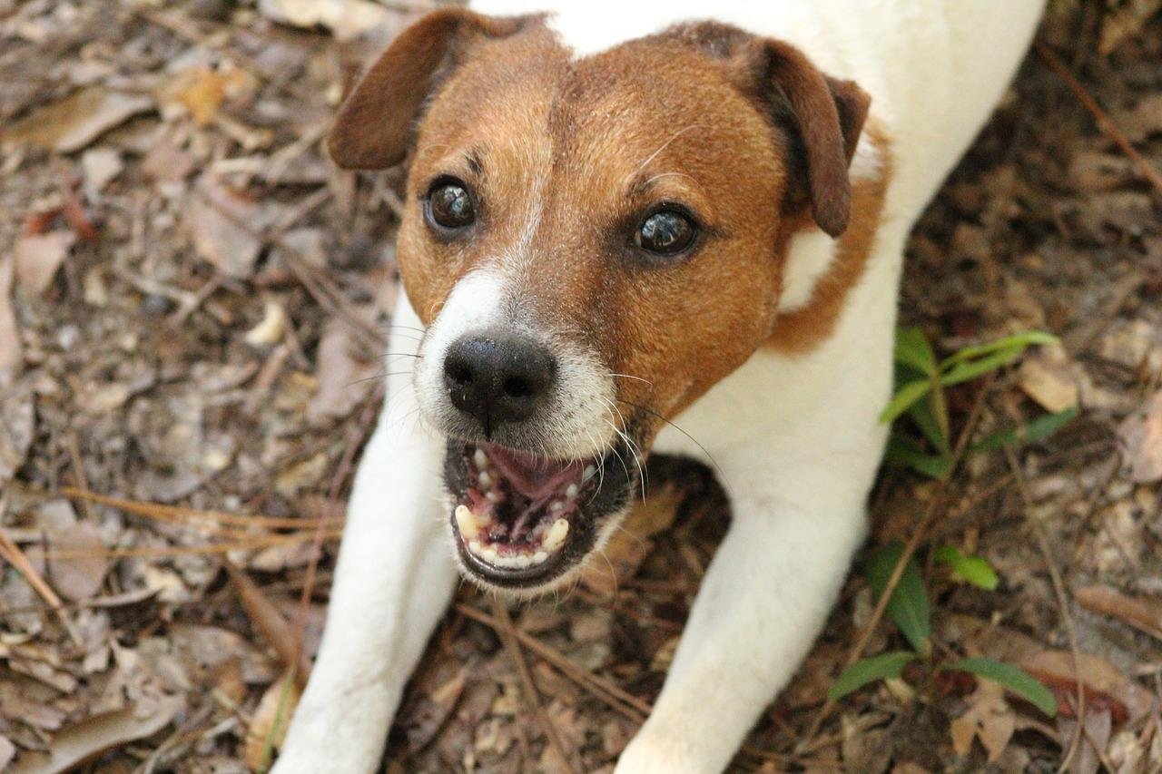 Home - The Jack Russell Terrier Blog