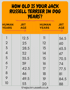 How Long Do Jack Russells Live For? Up To 23 According To Brit Owners ...