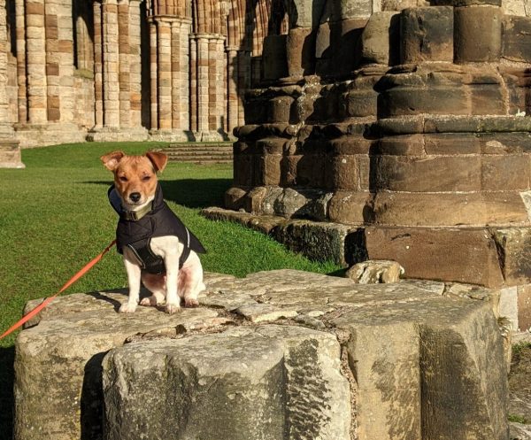 How To Choose The Best Lead, Collar, And Harness For A Jack Russell ...